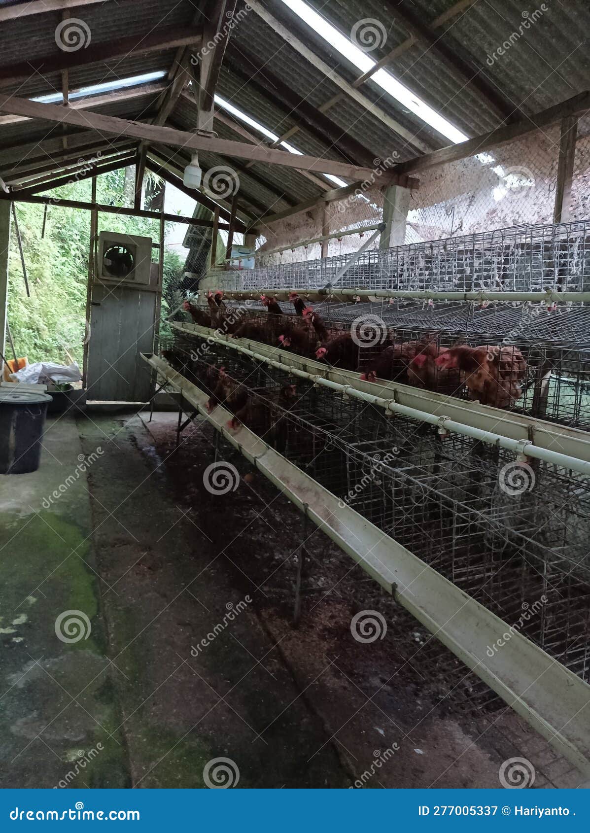 Laying Hens in the Farm Coop Stock Image - Image of train, forest ...