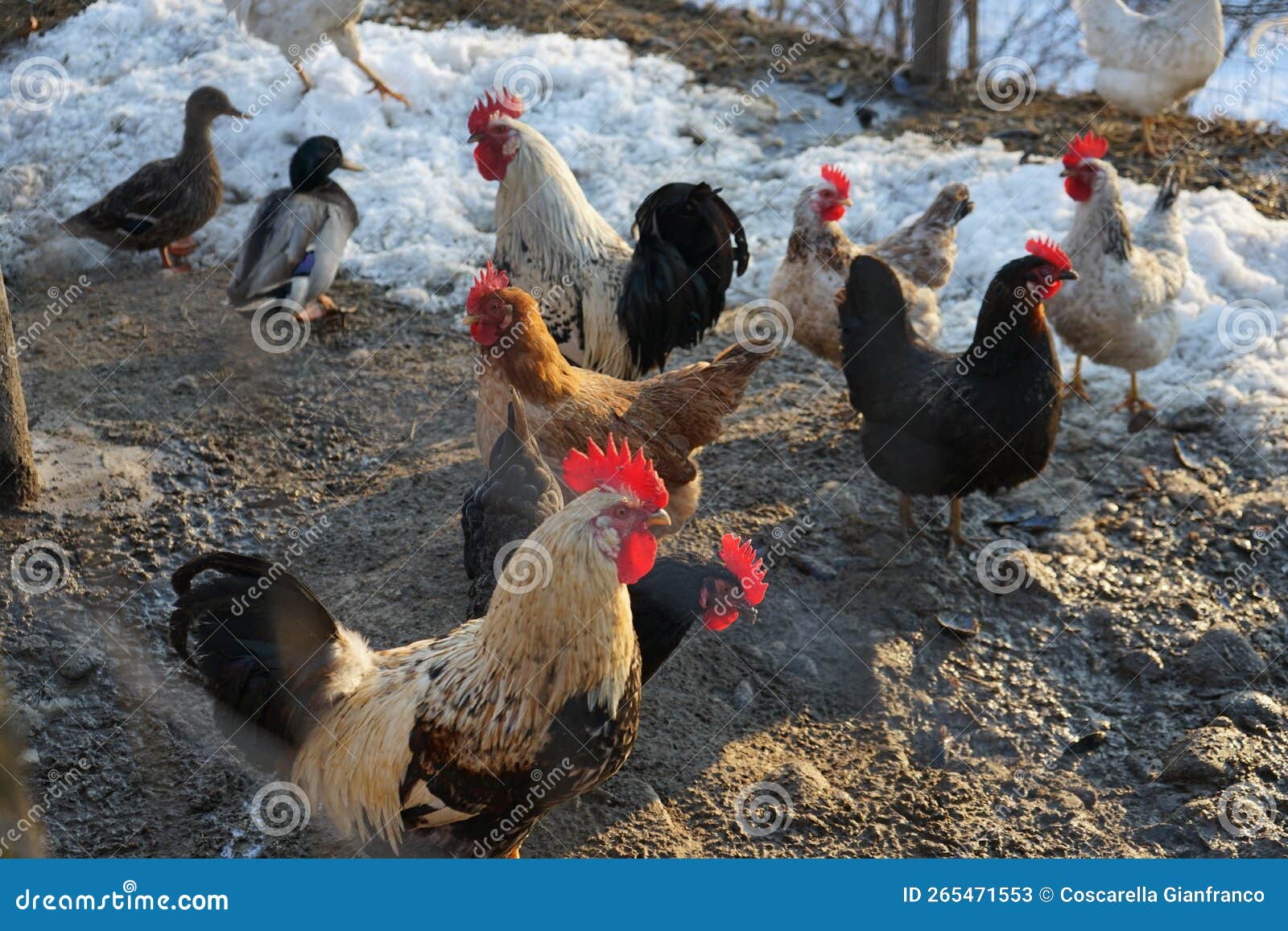 Laying hens on a farm stock image. Image of animals - 265471553