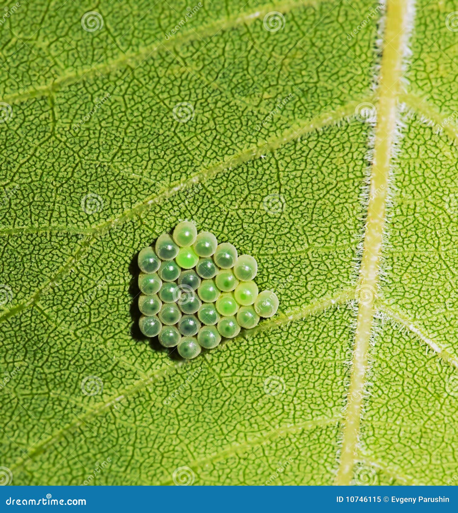 Laying of insect eggs stock image. Image of parasitic - 10746115