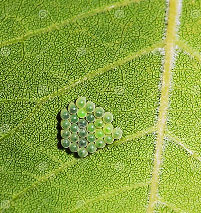 Laying of insect eggs stock image. Image of parasitic - 10746115