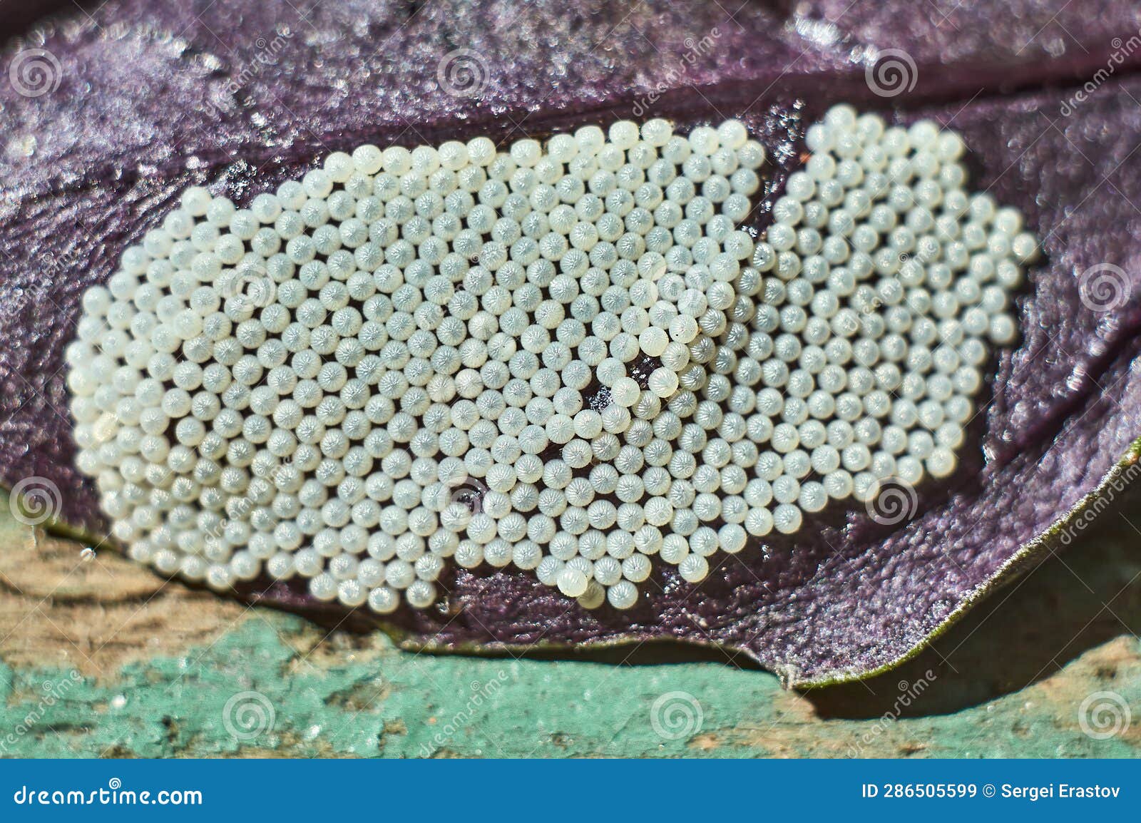 Laying Insect Eggs on a Basil Leaf Stock Image - Image of arthropod, hatching: 286505599