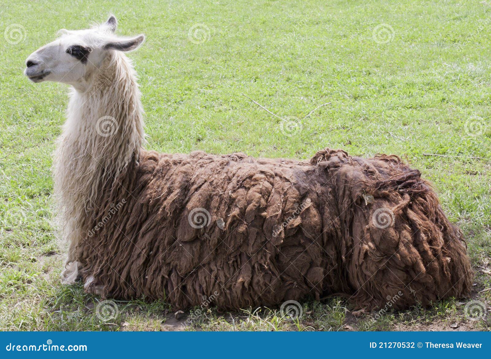 Laying llama stock photo. Image of horse, mountain, animal - 21270532