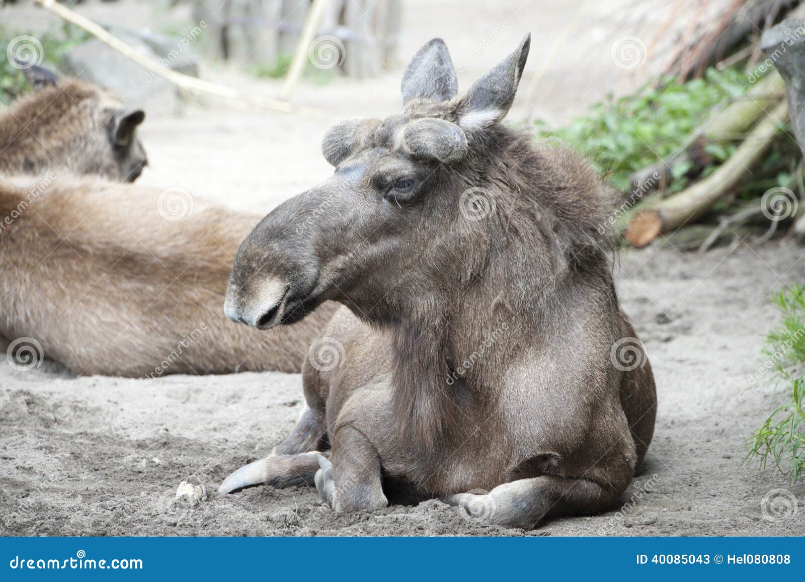 Laying Moose in Zoo Duisburg, Germany Stock Image - Image of close ...