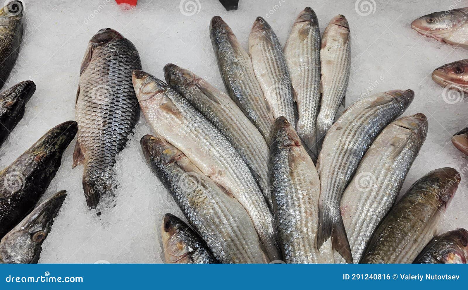 Laying Out Fresh Fish on Ice in a Grocery Store. Stock Photo - Image of ...