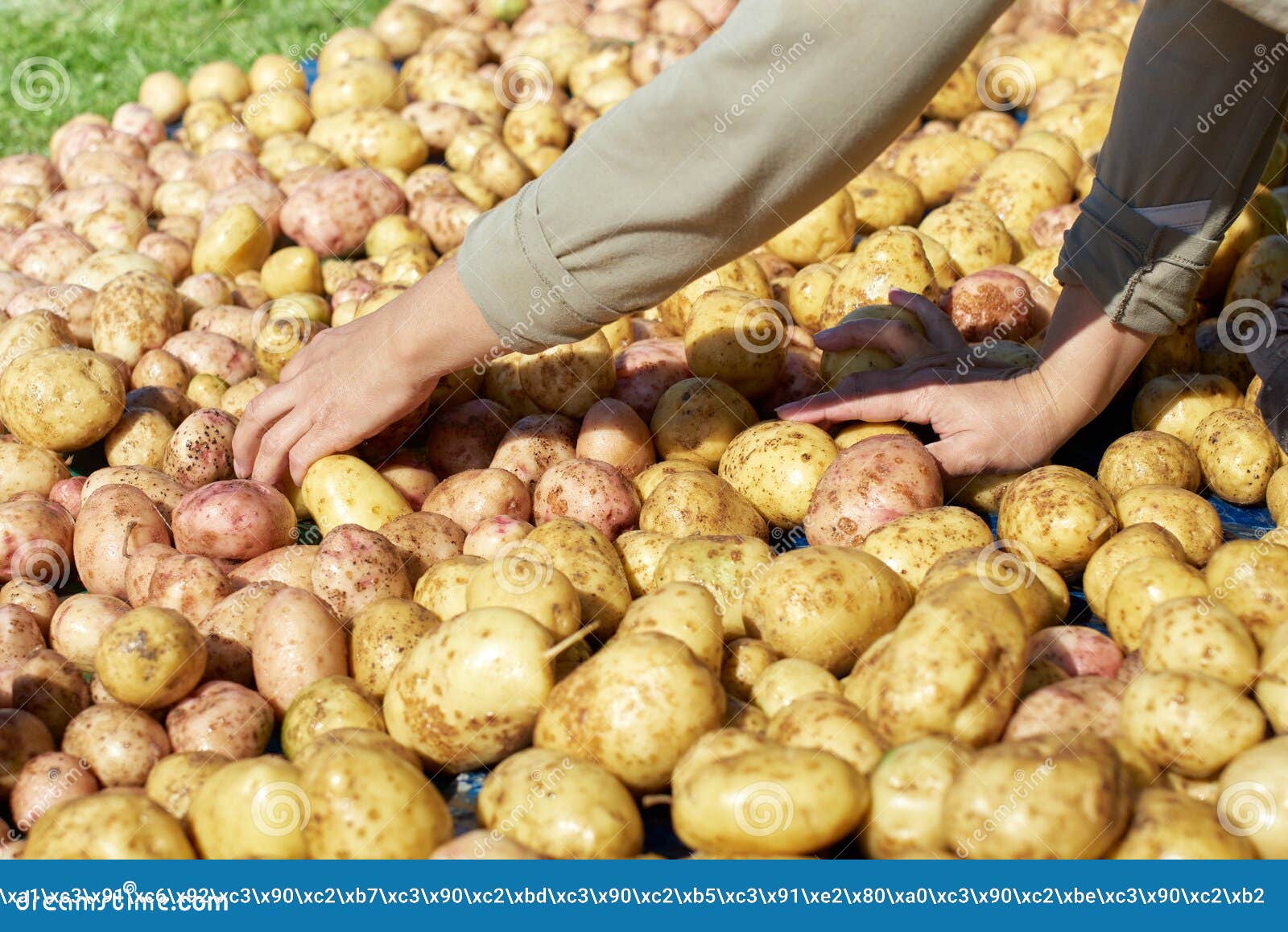 Laying Out Harvested Potatoes for Drying Stock Image - Image of meal ...