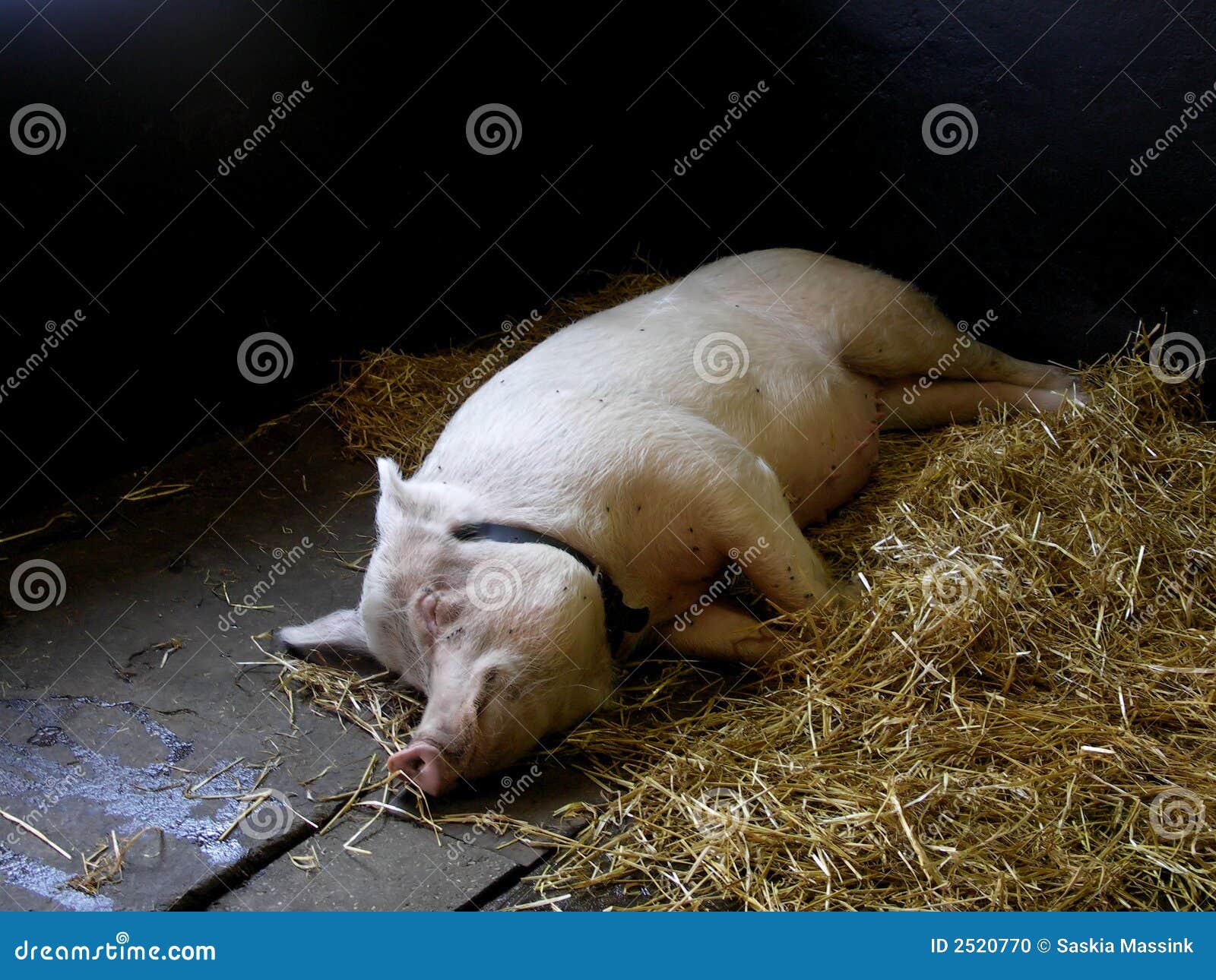 A laying pig. stock photo. Image of pink, sleep, snout - 2520770