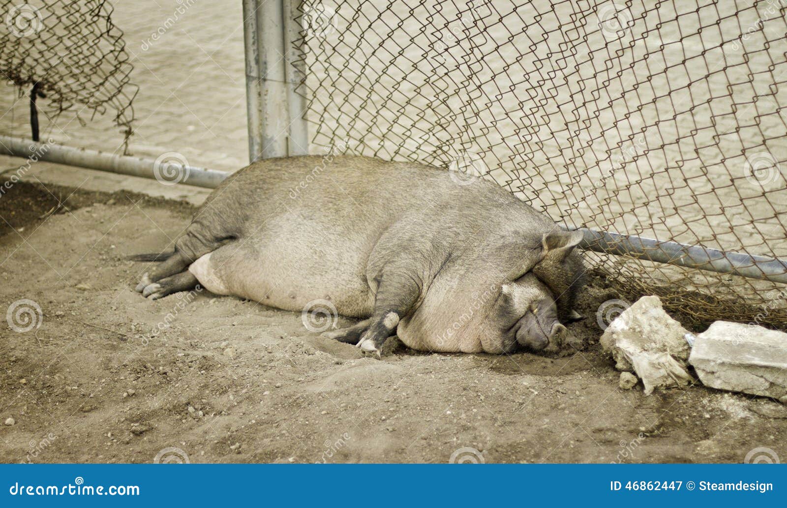 Laying pig stock image. Image of park, travel, huge, street - 46862447