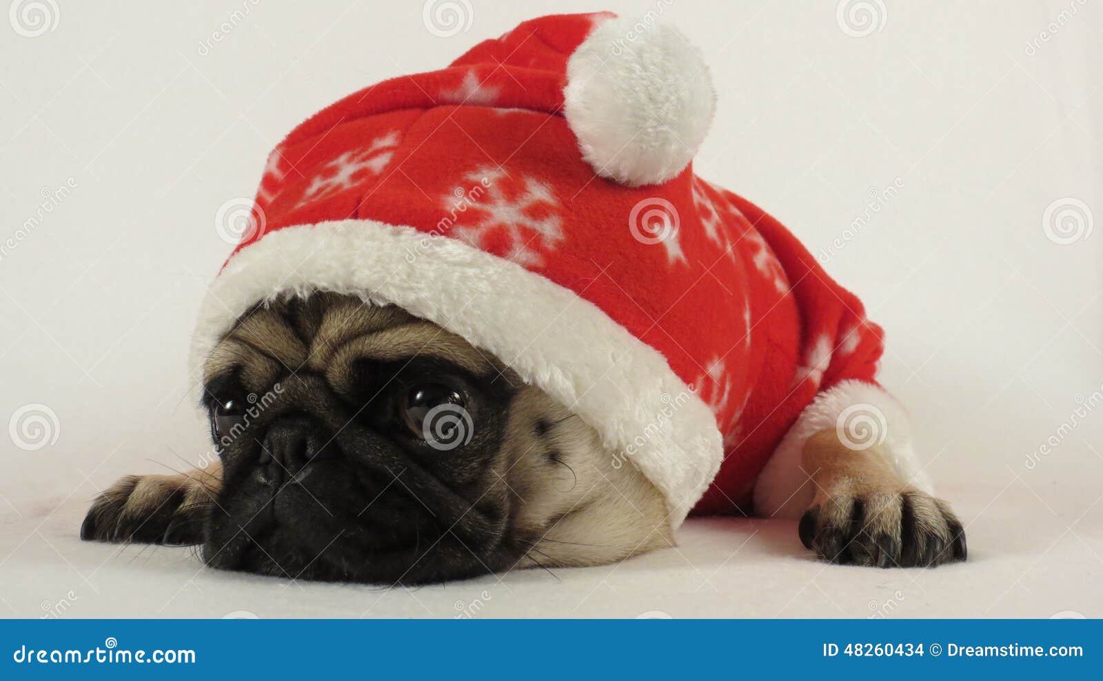 Laying Pug with Santa Costume Stock Photo - Image of bowl, dressed ...