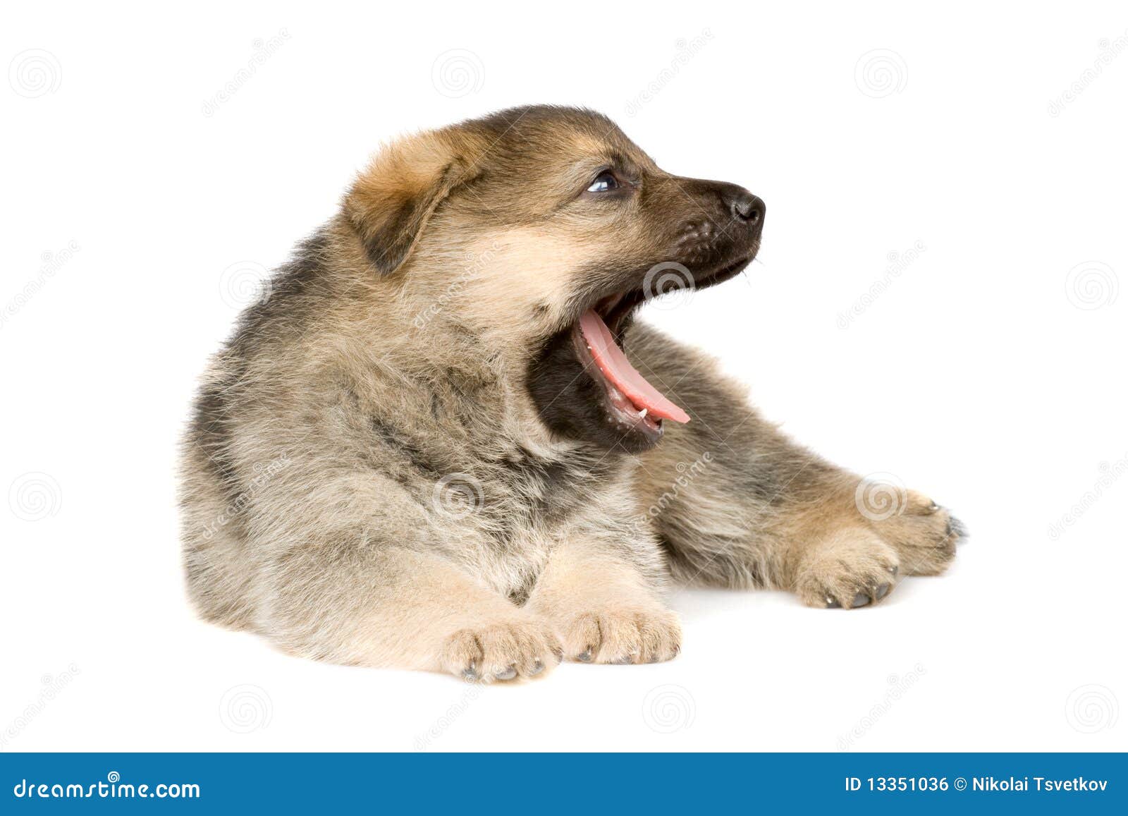 Laying Puppy Isolated Over White Background Stock Photo - Image of ...