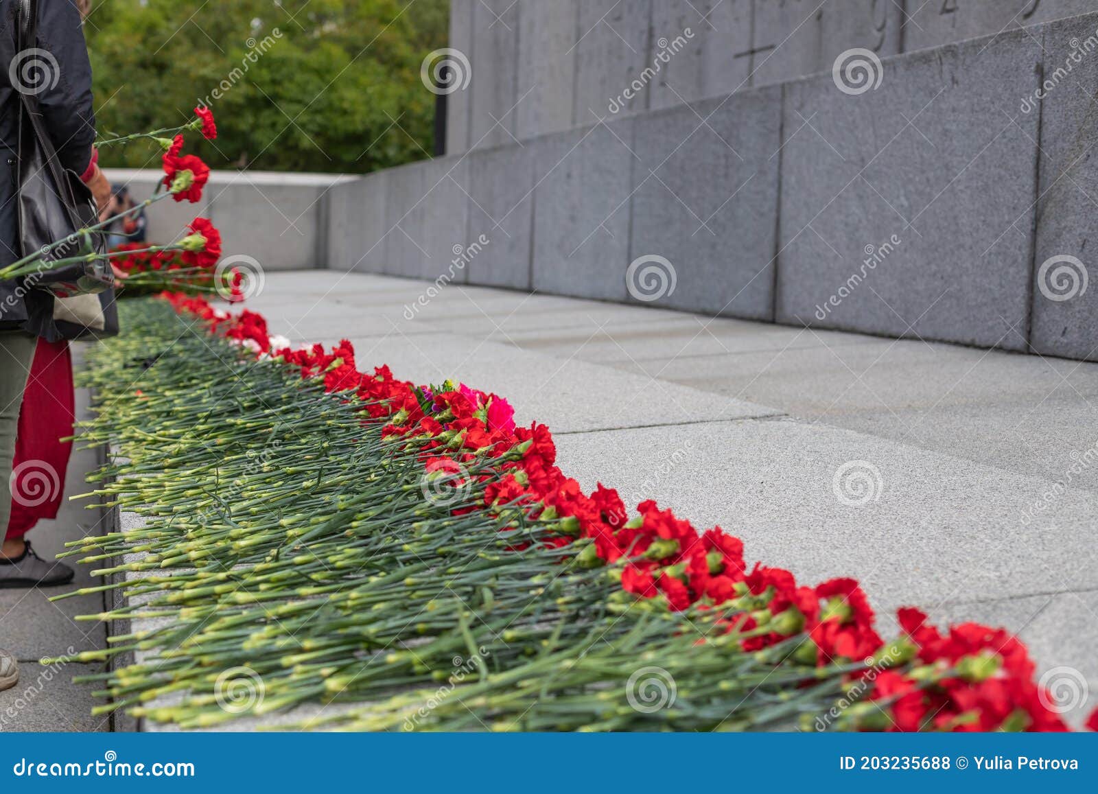 Laying a Red Carnation in Memory of the Dead. Red Carnations on a ...