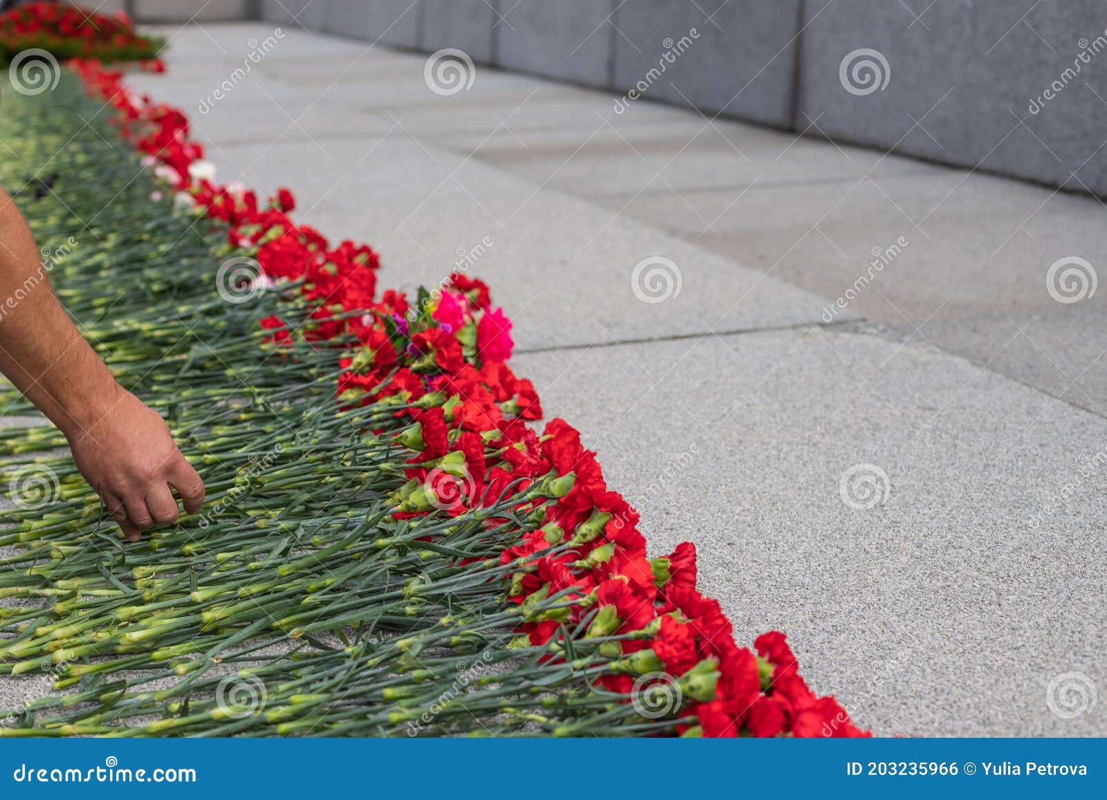 Laying a Red Carnation in Memory of the Dead. Red Carnations on a ...