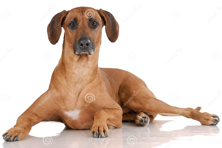 Laying Rhodesian Ridgeback stock photo. Image of white - 13225066