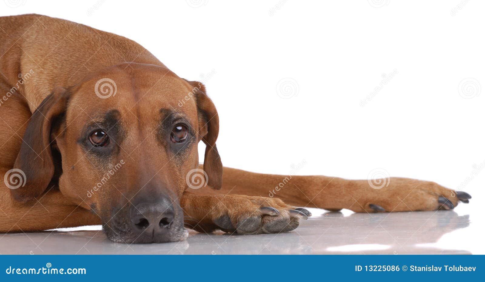 Laying Rhodesian Ridgeback stock photo. Image of shorthair - 13225086