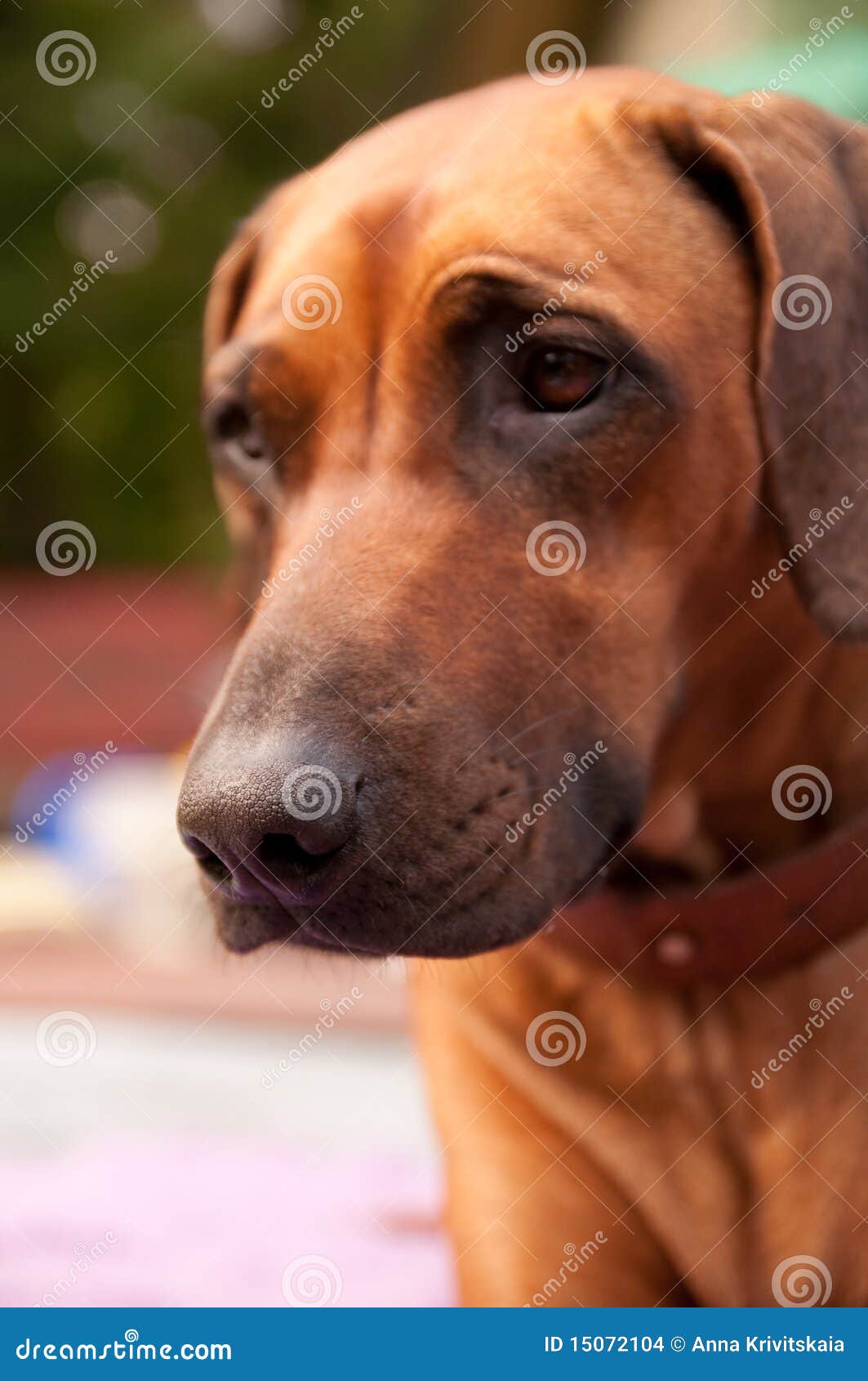 Laying Rhodesian Ridgeback stock photo. Image of pedigree - 15072104