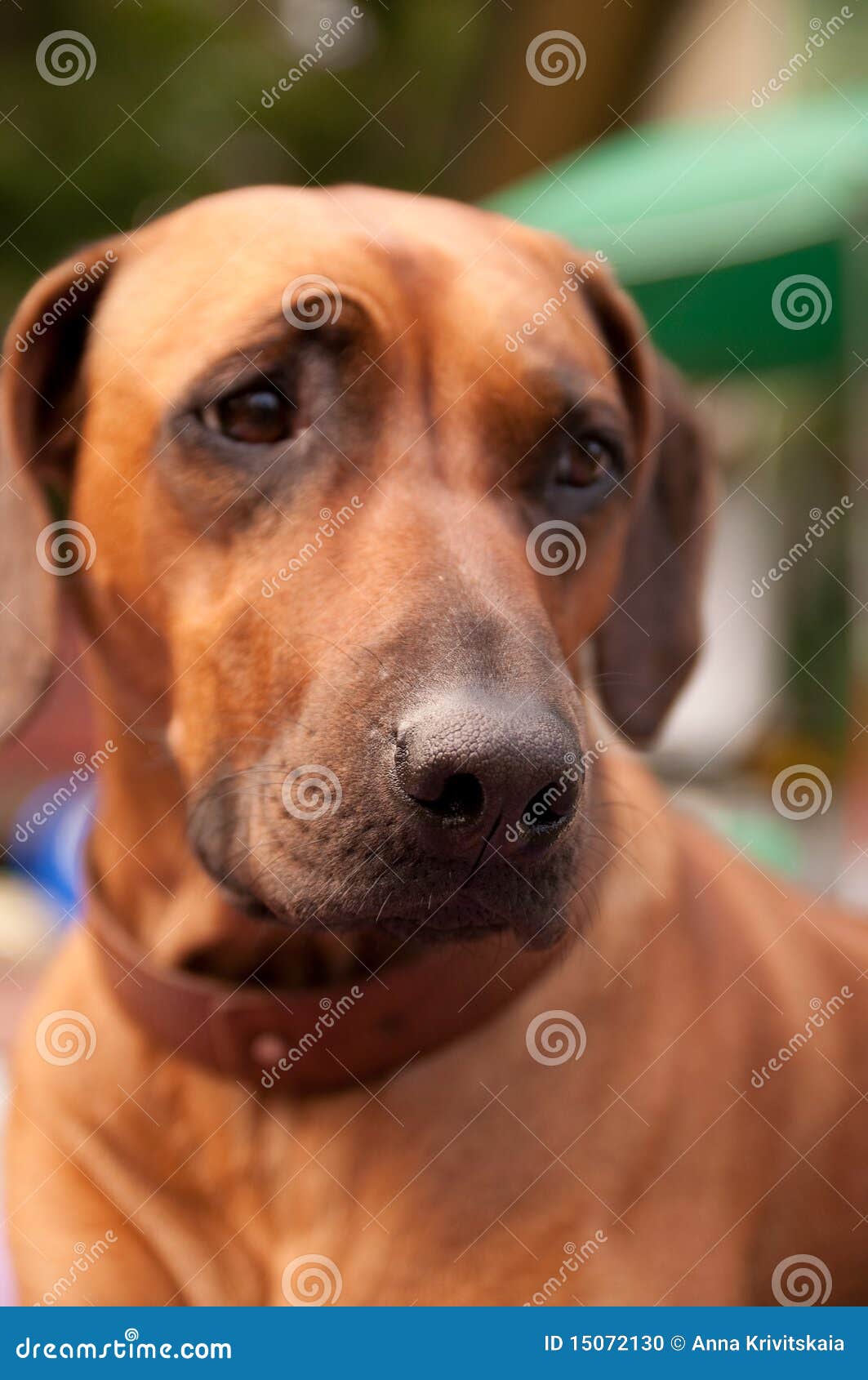 Laying Rhodesian Ridgeback stock photo. Image of nose - 15072130