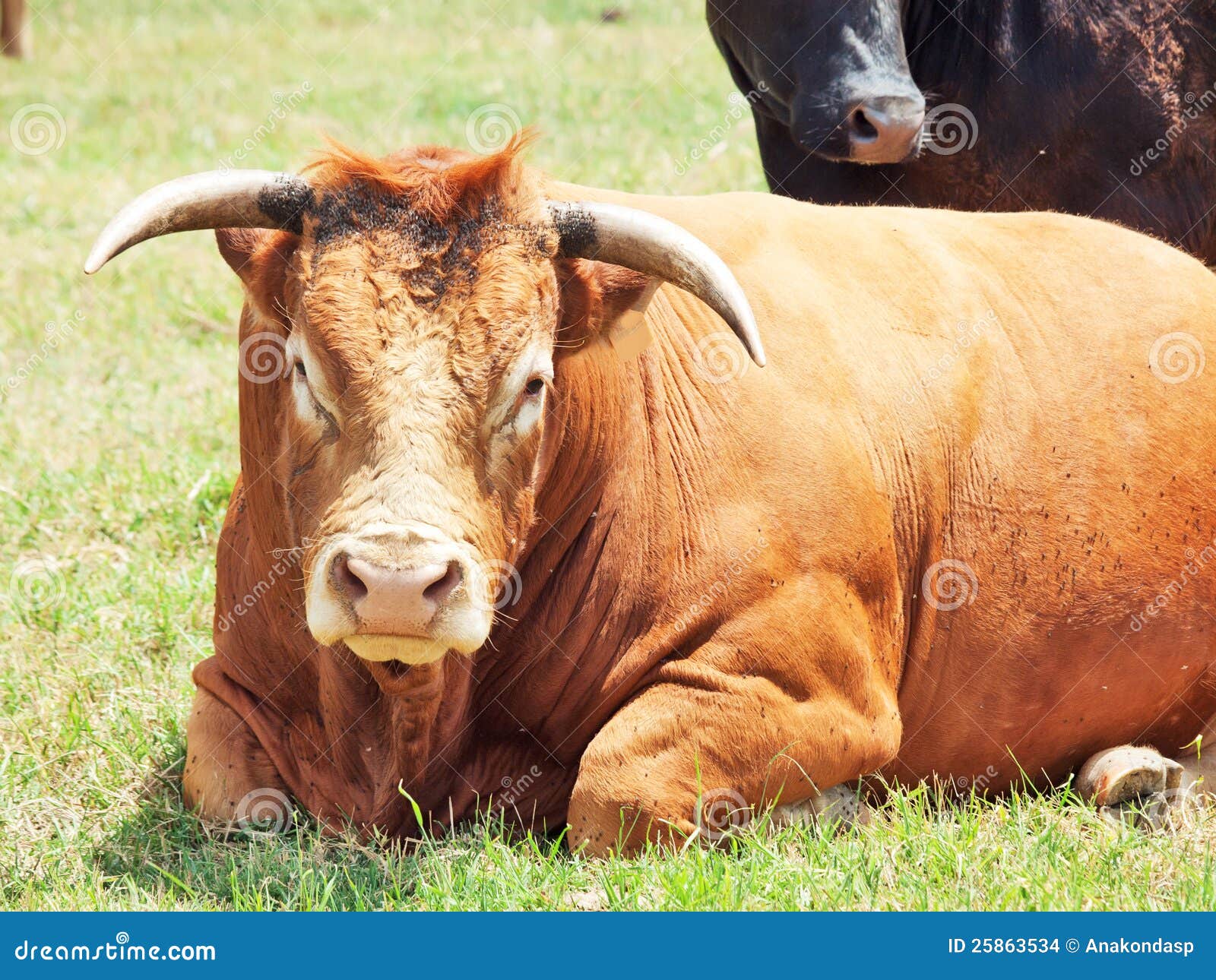 Laying Spanish Milk Bull. Spain Stock Photo - Image of yellow ...