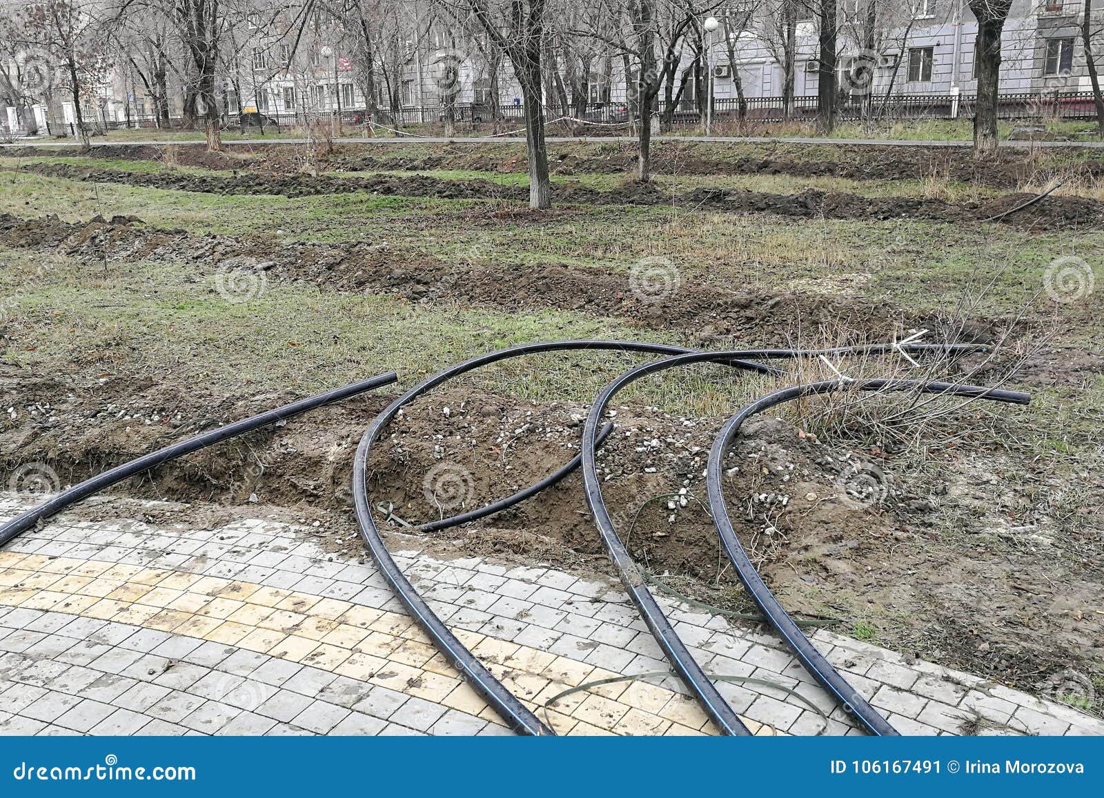 Laying of the Sprinkler System of the Pipeline in the Ground Trenches ...