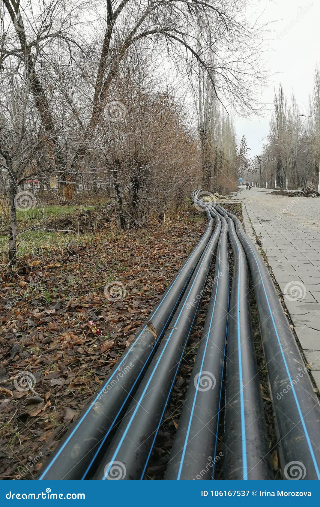 Laying of the Sprinkler System of the Pipeline in the Ground Trenches ...