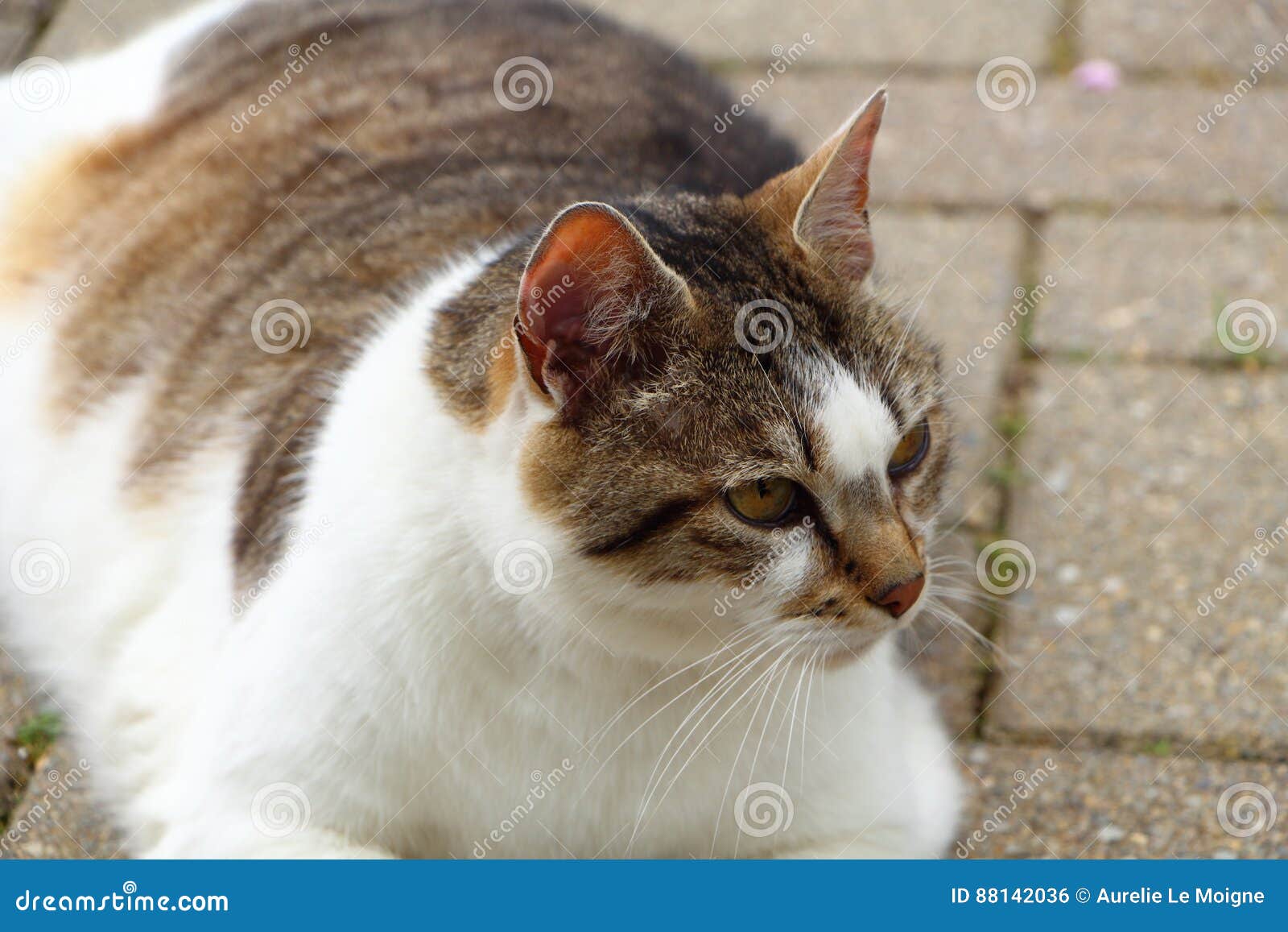 Laying tabby cat stock photo. Image of snout, laying - 88142036