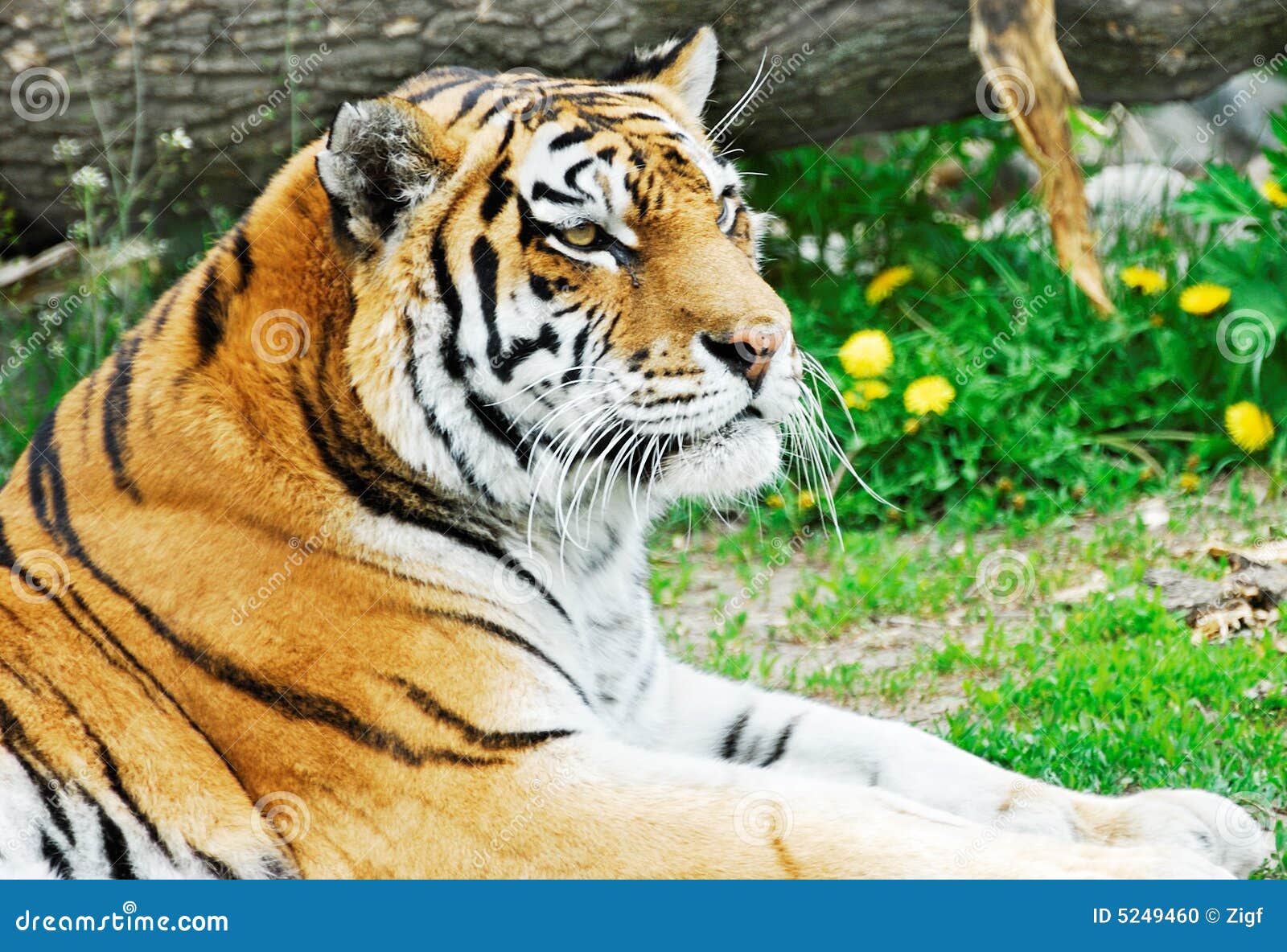 Laying tiger stock photo. Image of tropical, tiger, environmental - 5249460