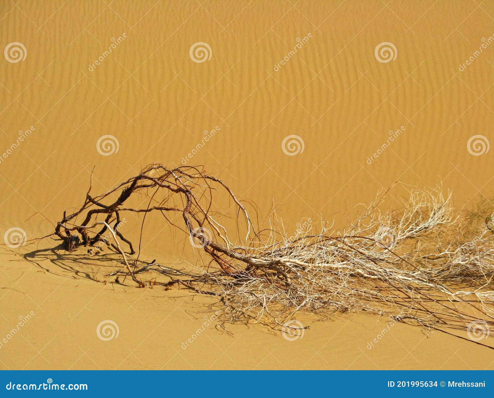 A Dry Shrub Laying on Sand of Desert Stock Photo - Image of wildlife ...