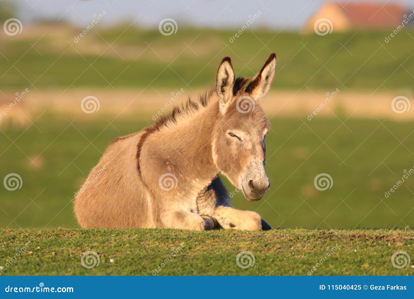 Laying Wild Donkey in a Field Stock Image - Image of farm, countryside ...