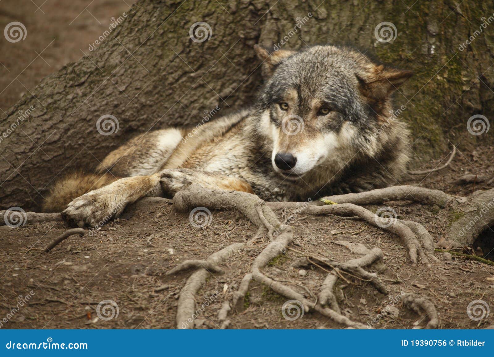 Laying wolf stock photo. Image of mammal, horizontal - 19390756