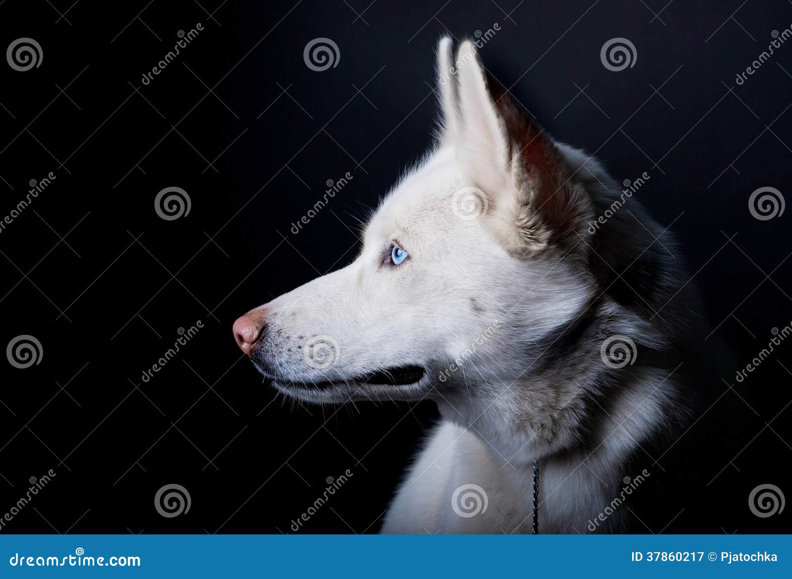 Layka blanco imagen de archivo. Imagen de casta, azul - 37860217