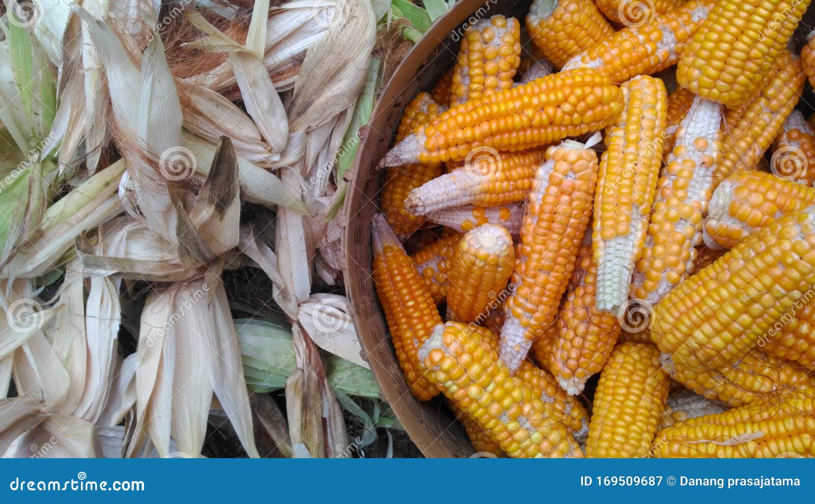 Layout of Corn and Its Leaves Combined To Be a Background Stock Image ...