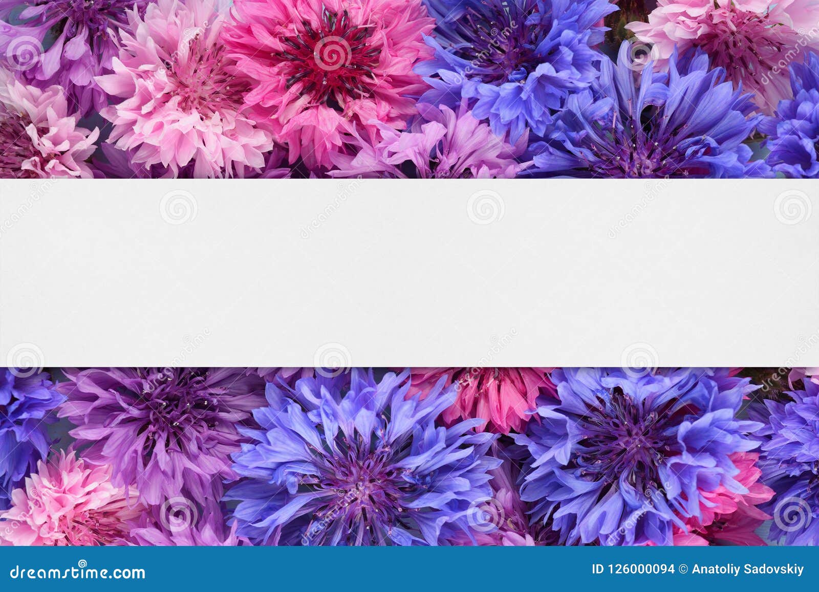 Layout with Cornflowers and Blank Paper Stock Photo - Image of ...