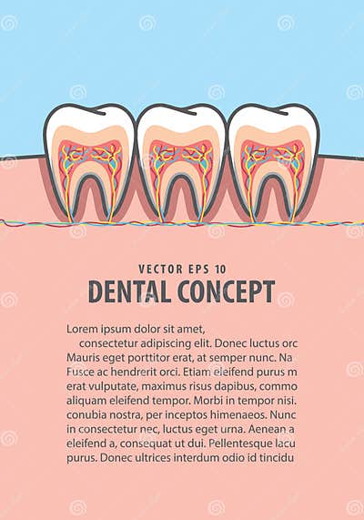 Layout Cross-section Structure Inside Tooth Illustration Vector Stock ...