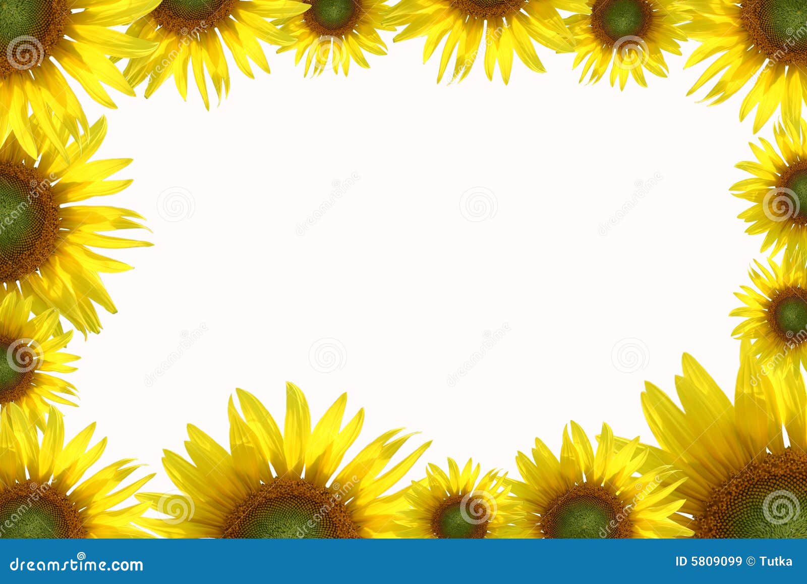 Layout from Golden Sunflowers Stock Image - Image of naturescene ...