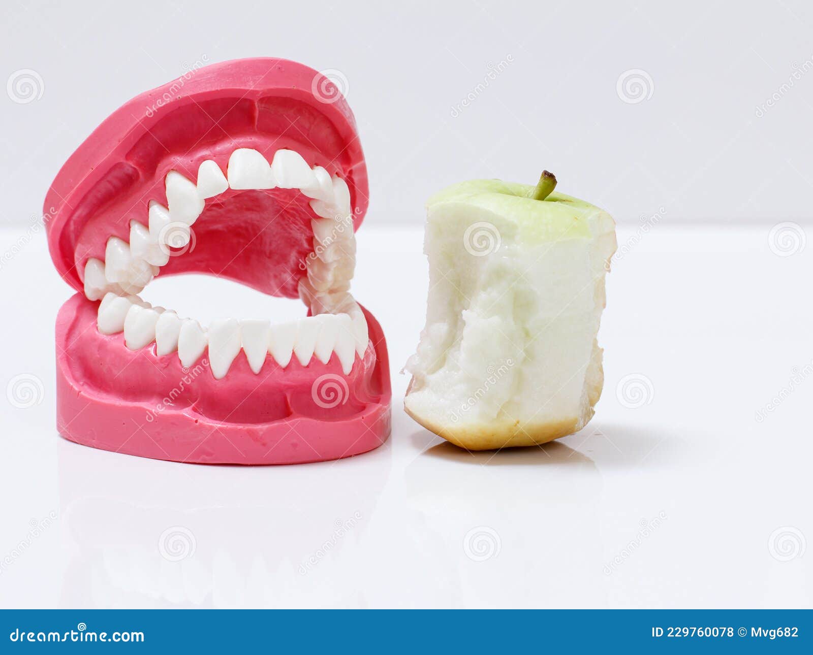 Layout of the Human Jaw and Apple Core beside it. Stock Photo - Image ...