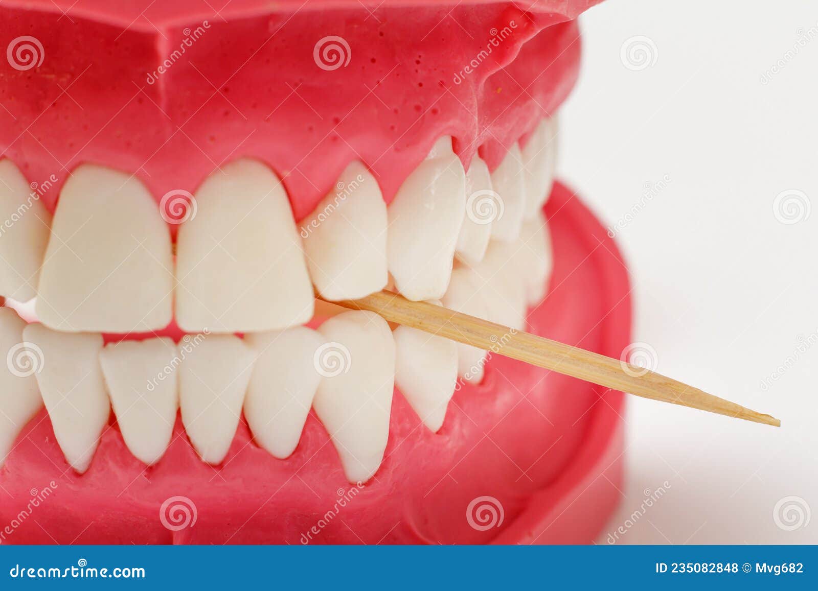 Layout of the Human Jaw and Toothpick in it. Stock Photo - Image of ...