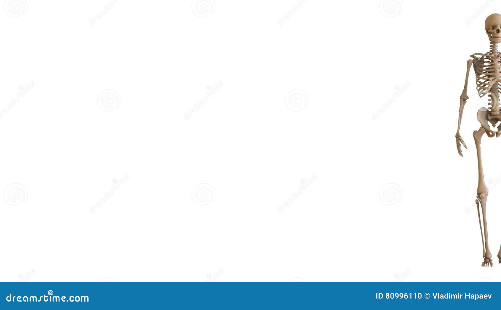 The Layout of the Human Skeleton on White Background. Stock Footage ...