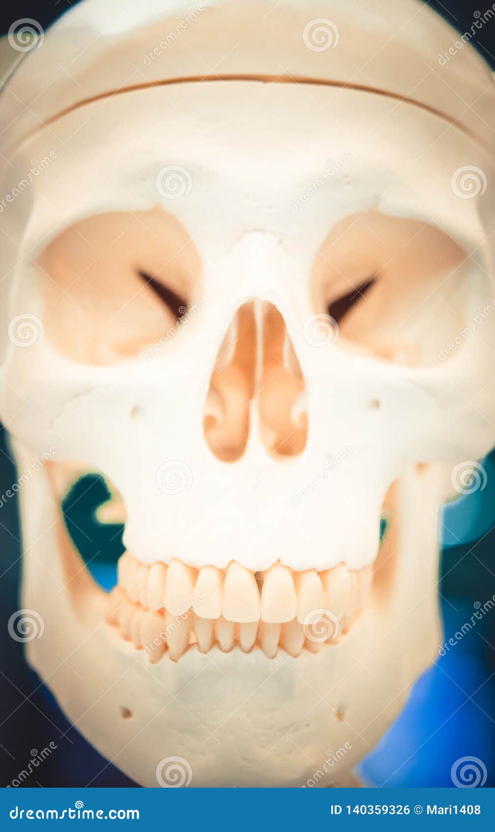 Layout of a Human Skull Closeup, Medical Stock Photo - Image of ...