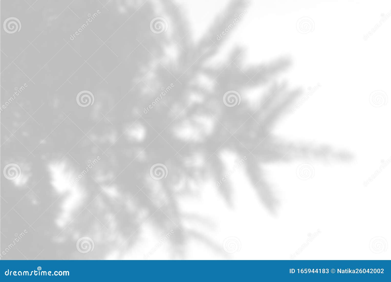 Layout with the Imposition of the Shadow of a Spruce Branch on a White ...