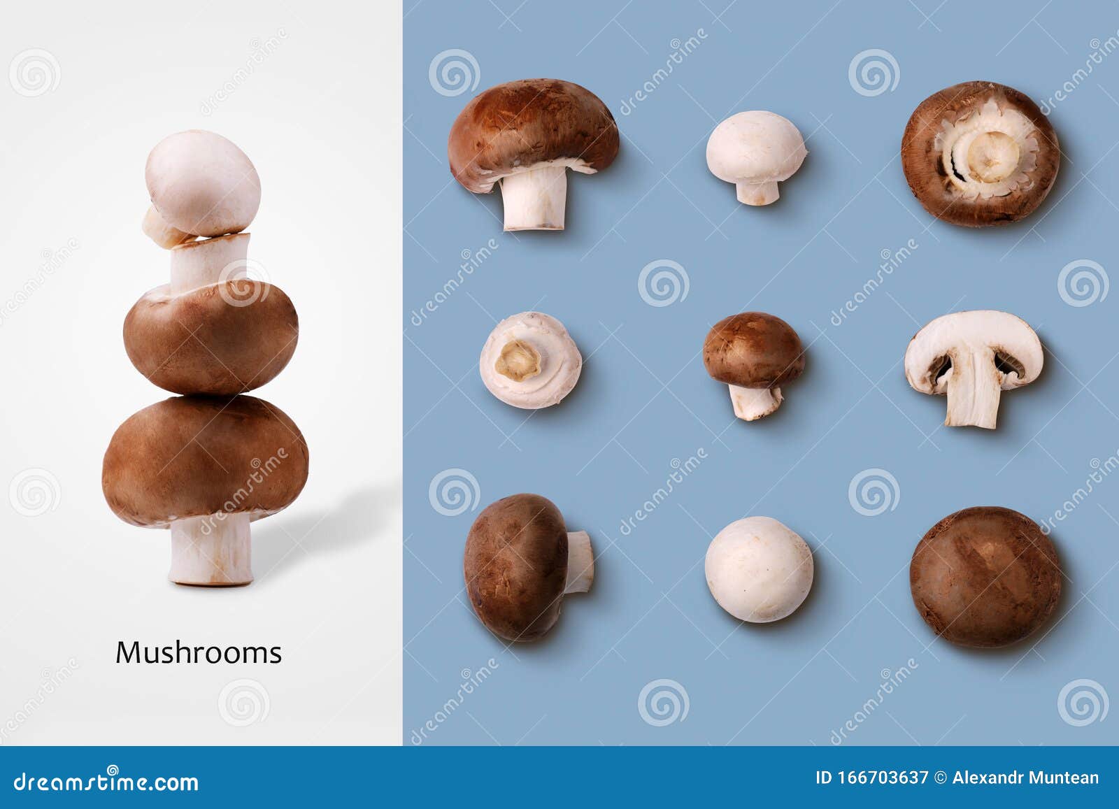 Layout made of mushrooms stock image. Image of freshness - 166703637