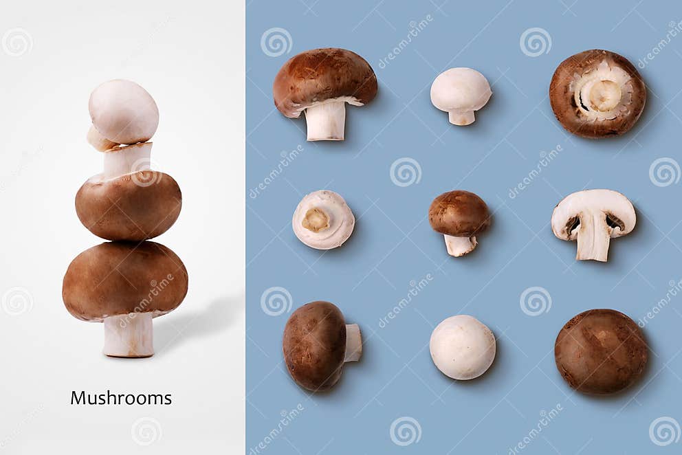 Layout made of mushrooms stock image. Image of freshness - 166703637