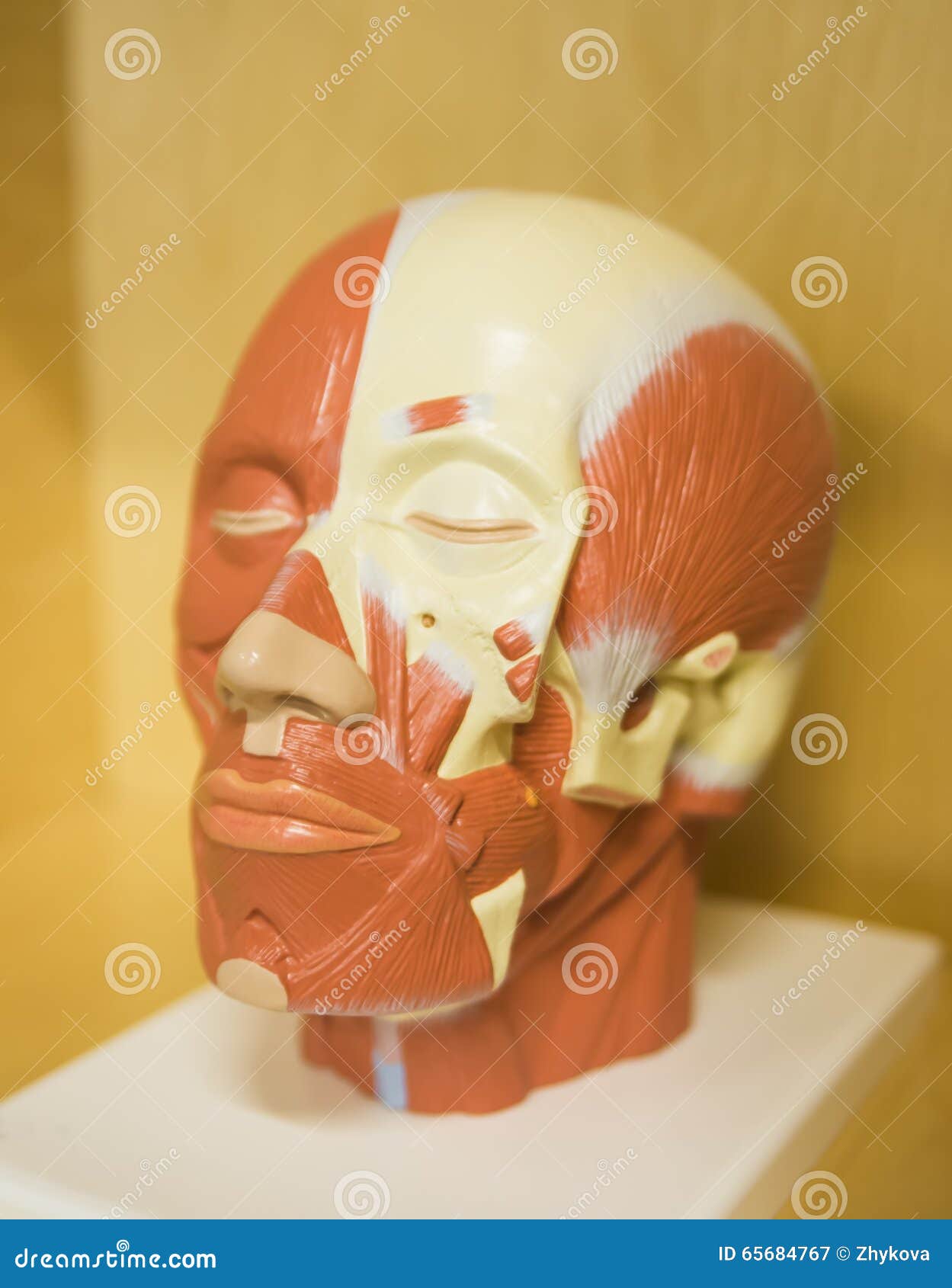 The Layout Of The Muscles Of The Head Stock Image | CartoonDealer.com ...