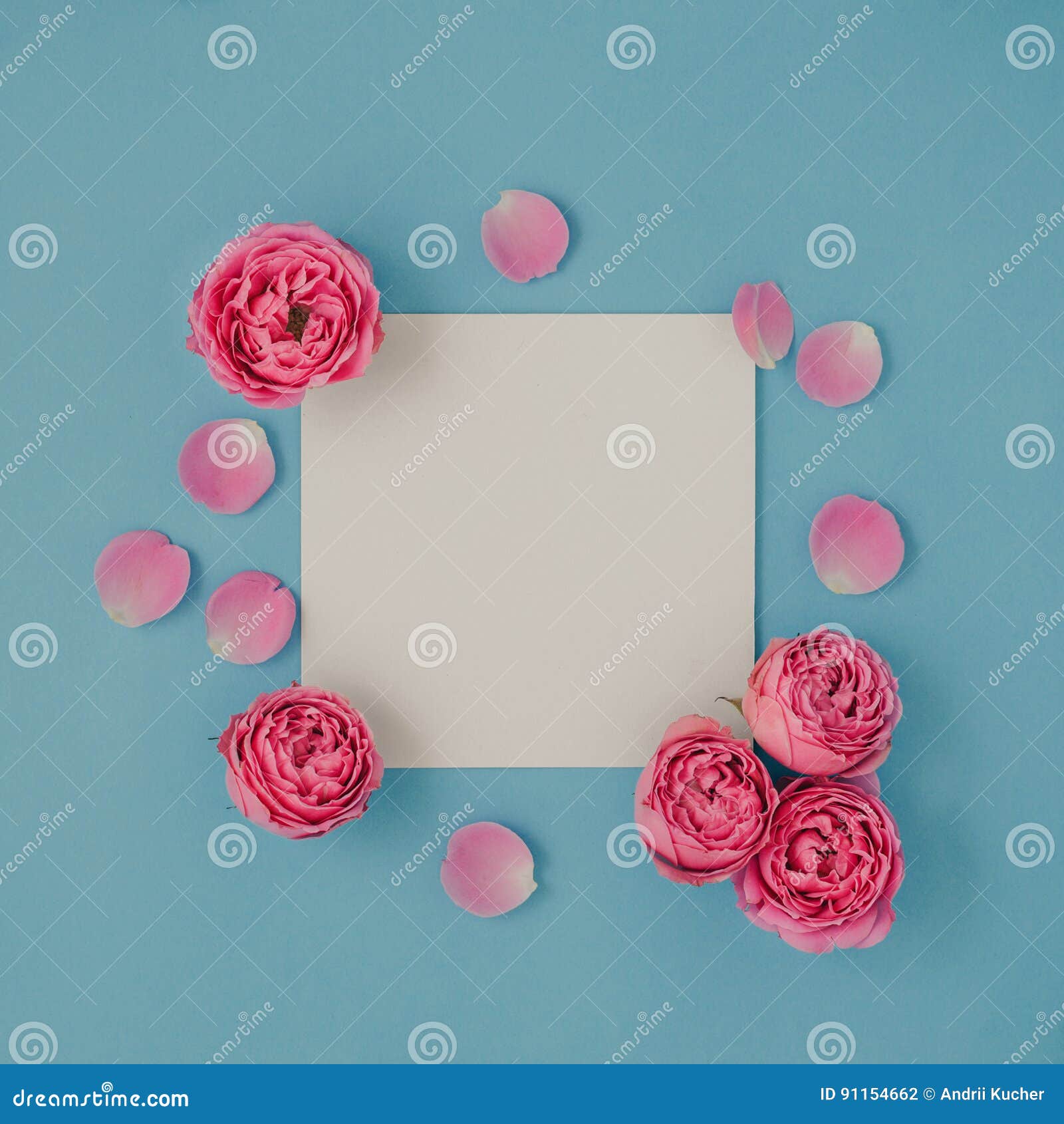 Layout with Pink Roses on a Blue Background Stock Photo - Image of ...