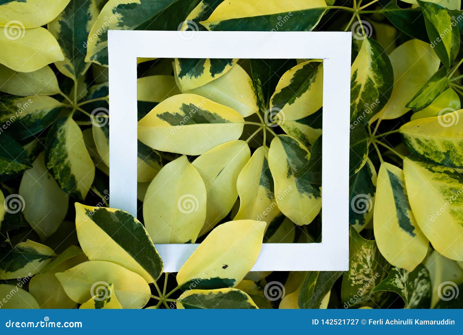 Layout on Plant Texture Pattern with Creative Space Stock Image - Image ...