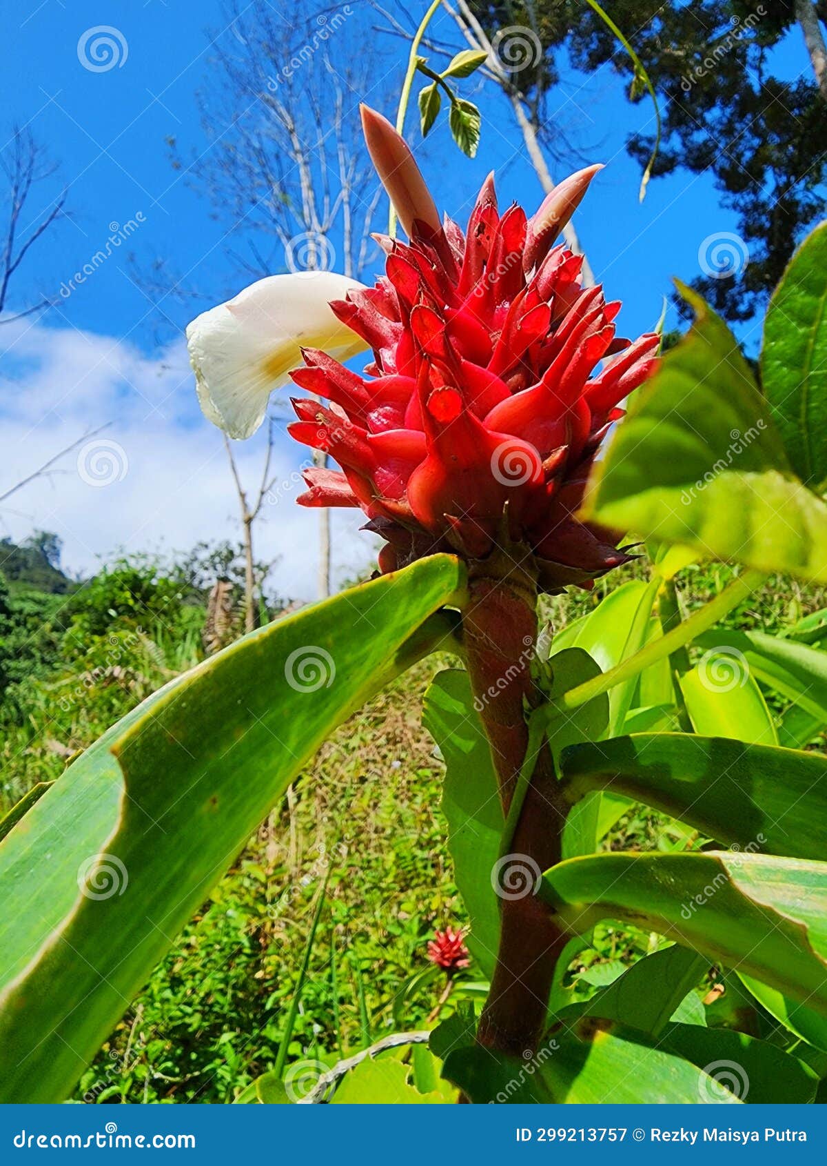Layout, a Red Flower that Grows in the Forest of Sumatra, Indonesia ...