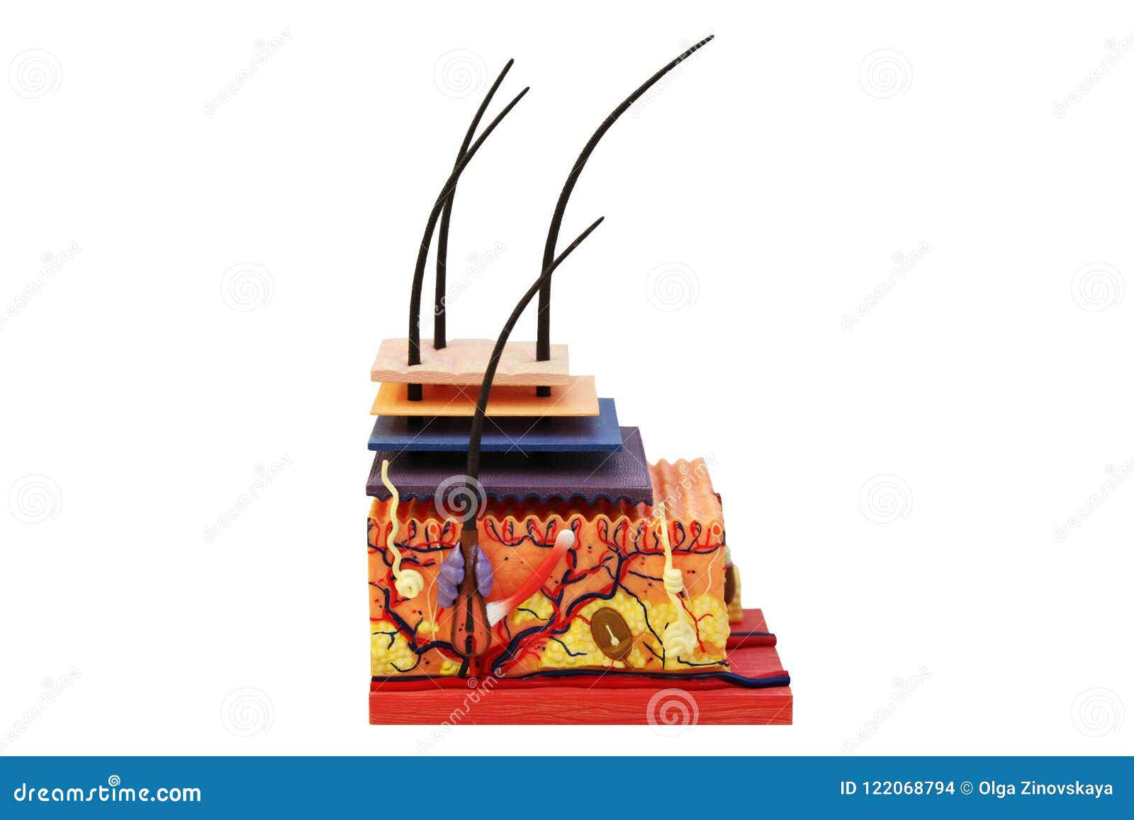 Layout of the Structure of Human Skin Stock Photo - Image of functions ...