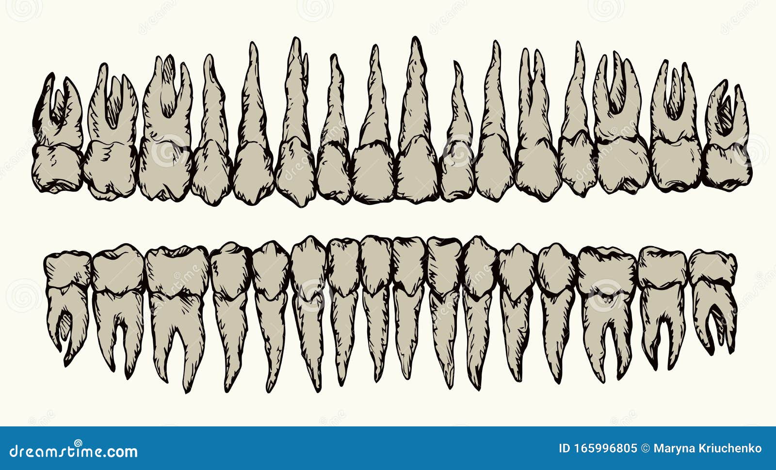 The Layout Of The Teeth. Vector Drawing | CartoonDealer.com #165996805