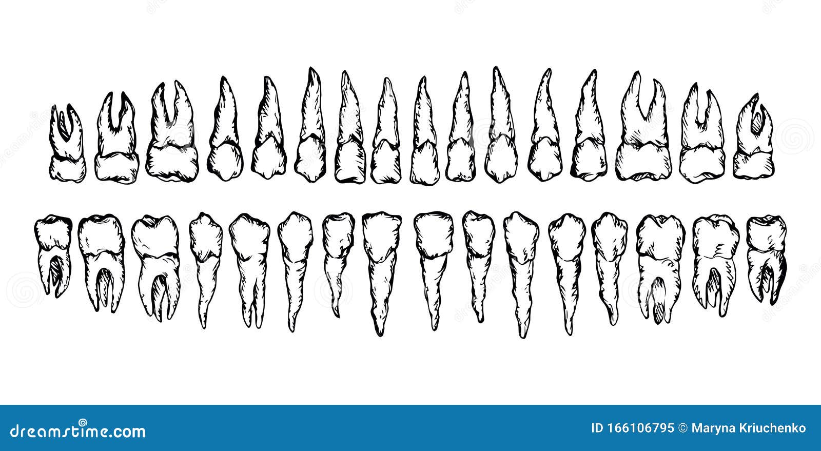 The Layout of the Teeth. Vector Drawing Stock Vector - Illustration of ...