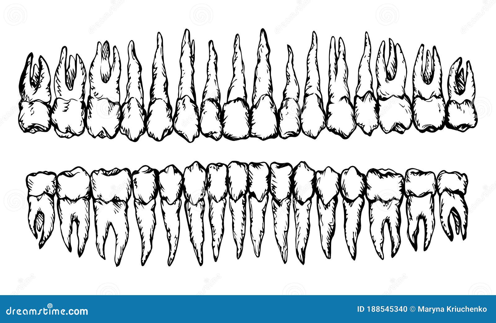 The Layout of the Teeth. Vector Drawing Stock Vector - Illustration of ...