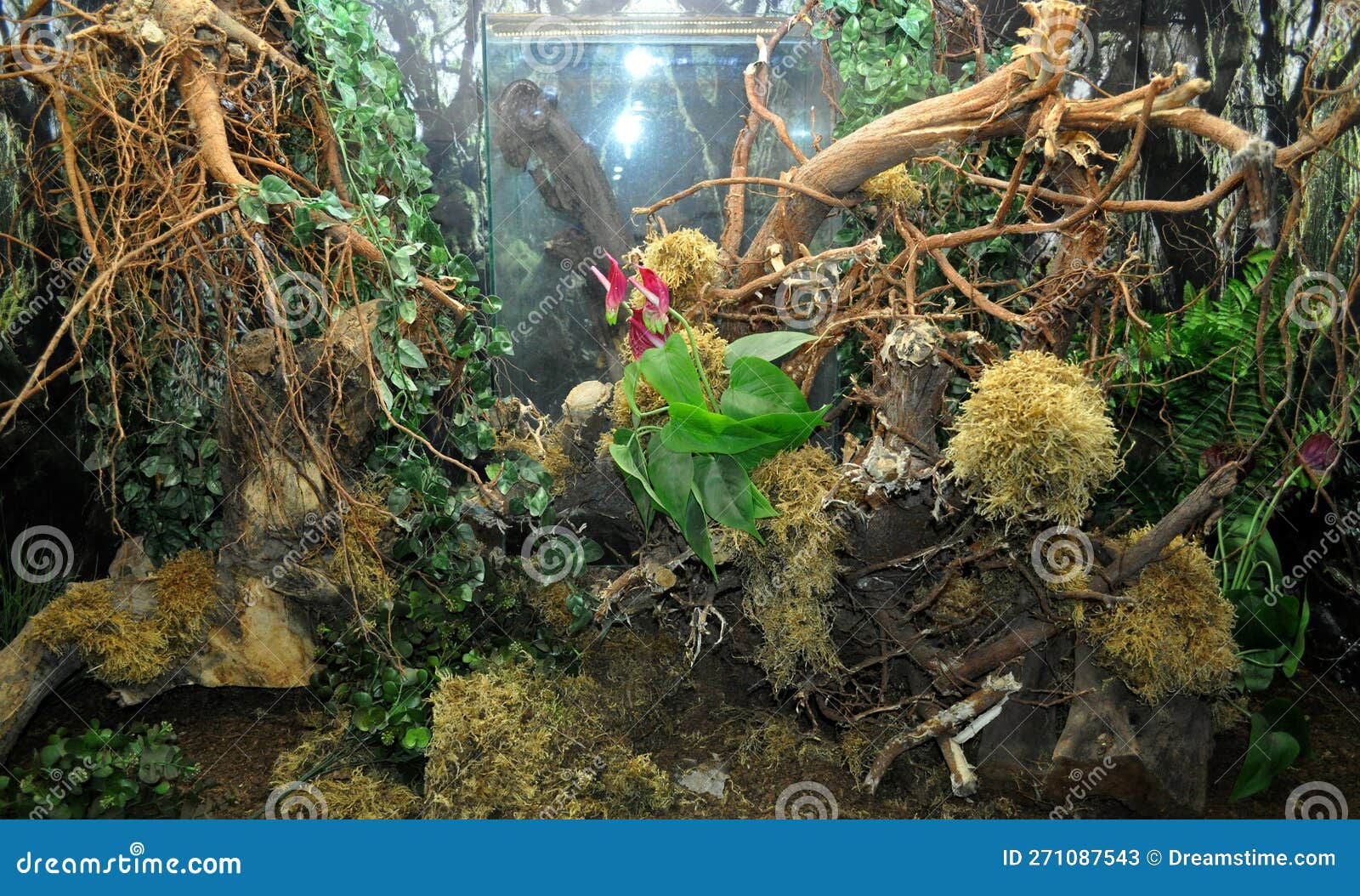 The Layout of the Terrarium Stock Image - Image of green, soil: 271087543