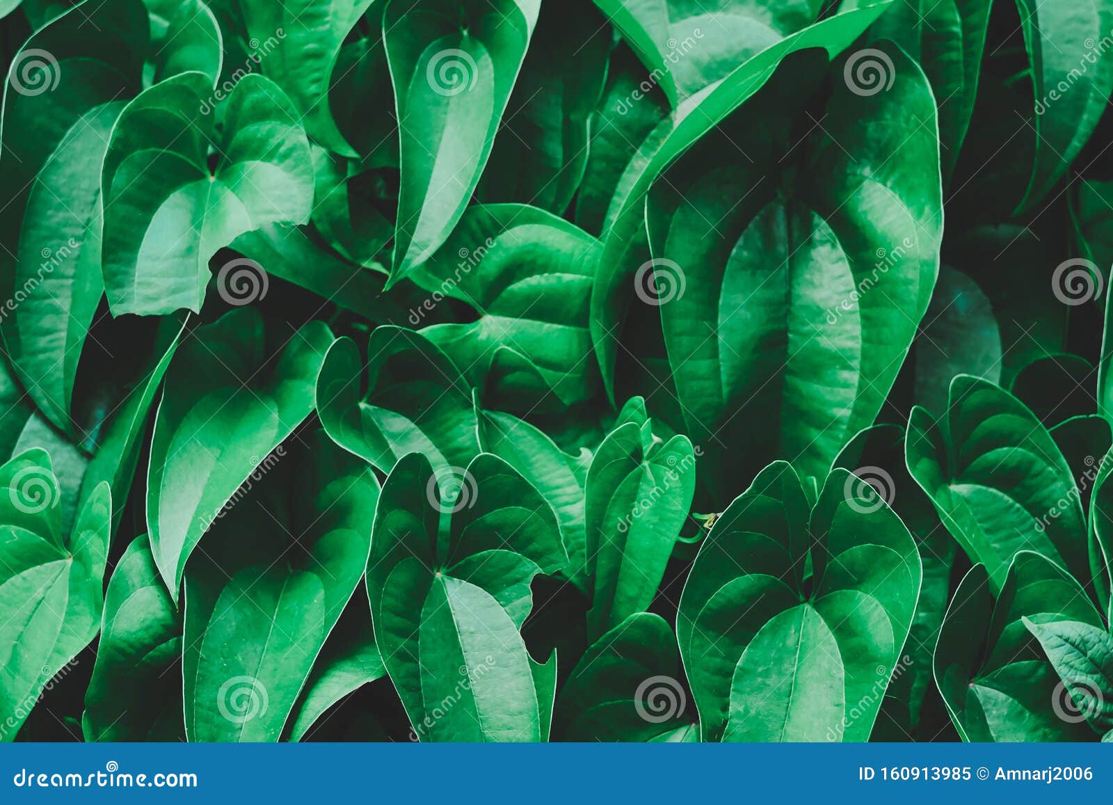 Layout Verde Verde Verde Verde Verde Verde Verde Natureza Imagem de ...