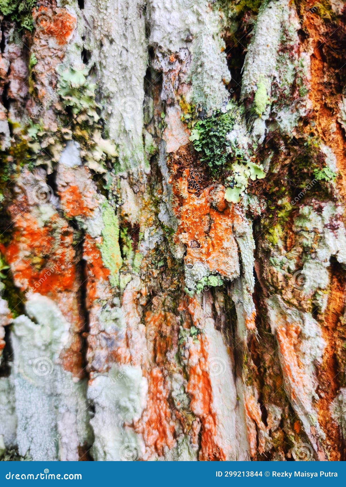 Layout, Very Beautiful Wood Bark Which Has a Very Unique Motif Stock ...